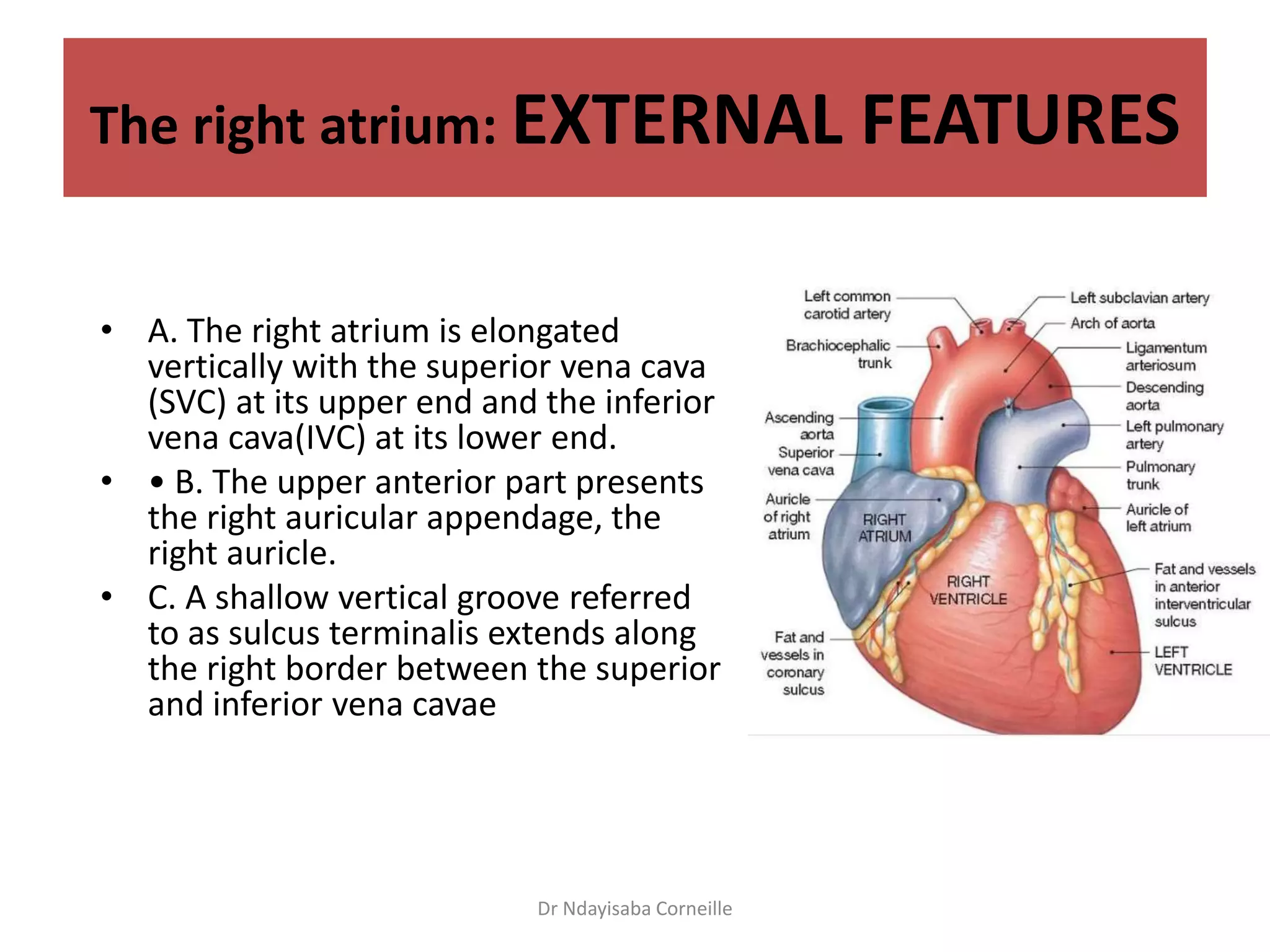 Anatomy of The Heart.pptx