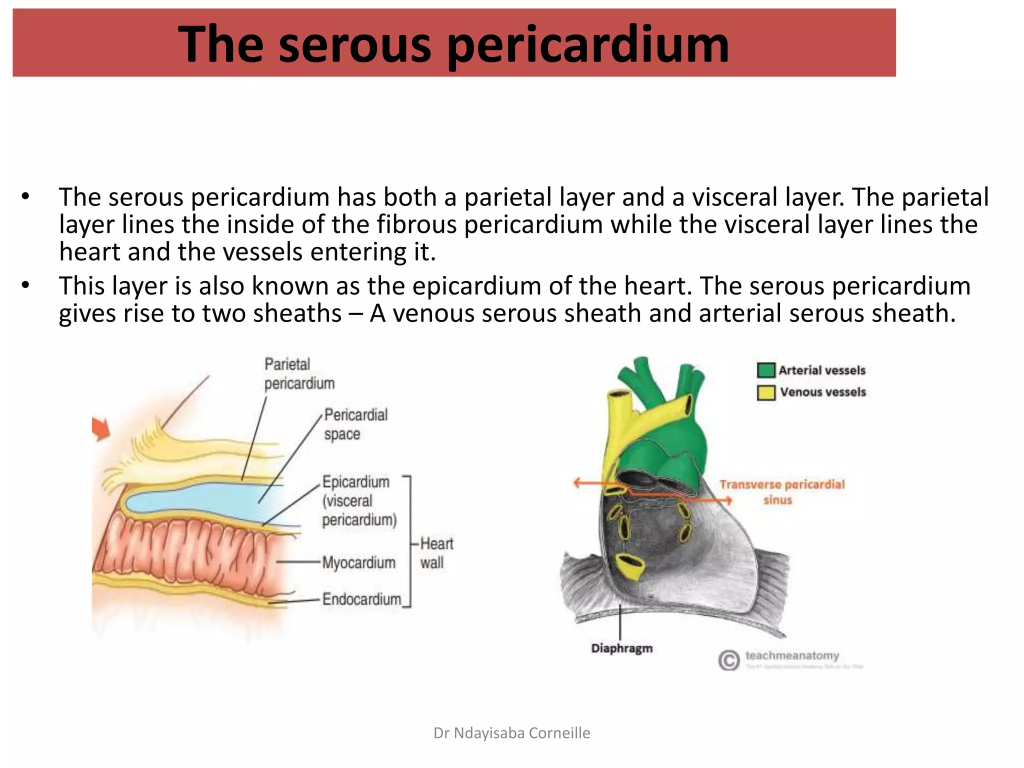 Anatomy of The Heart.pptx