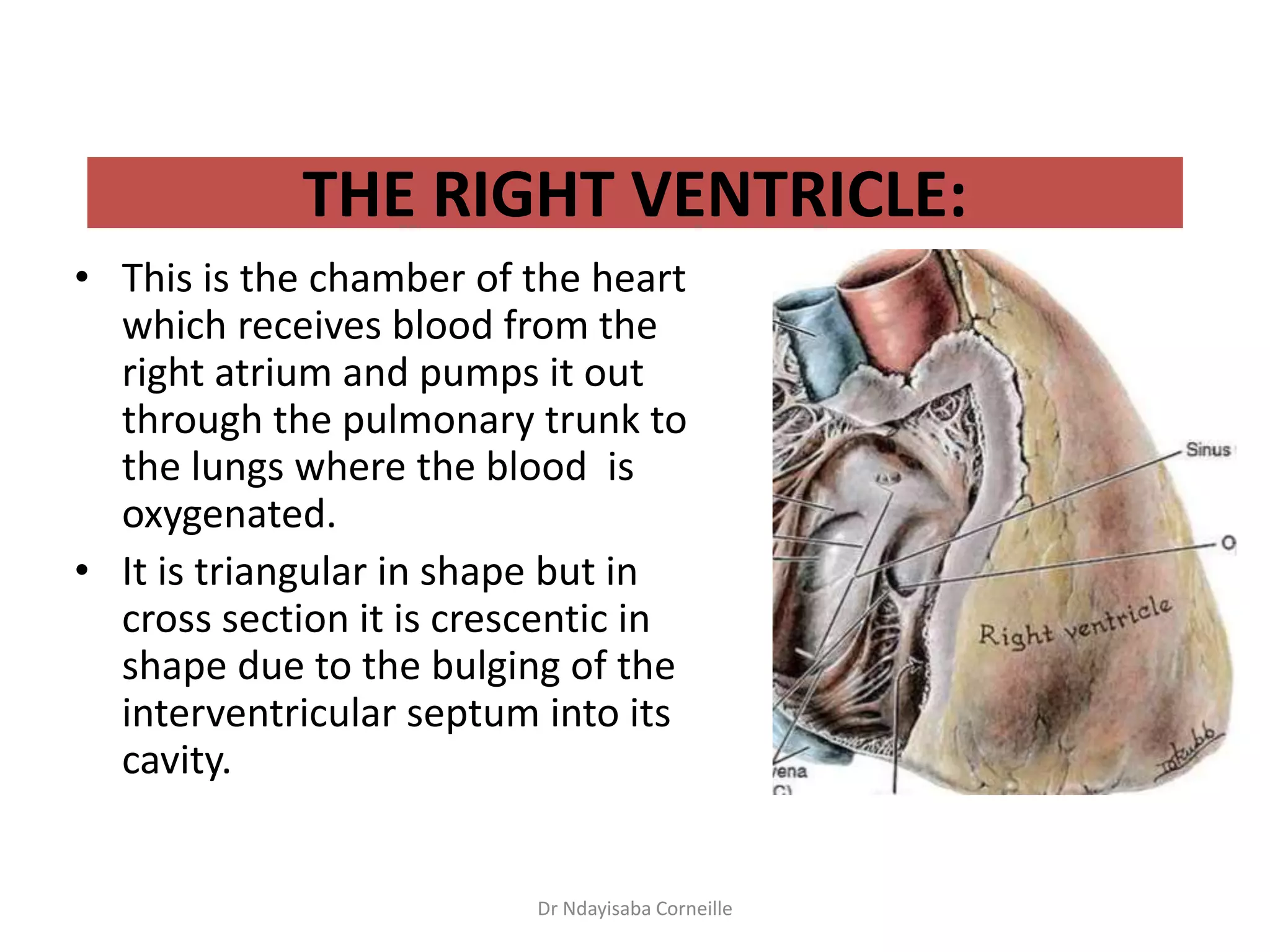 Anatomy of The Heart.pptx