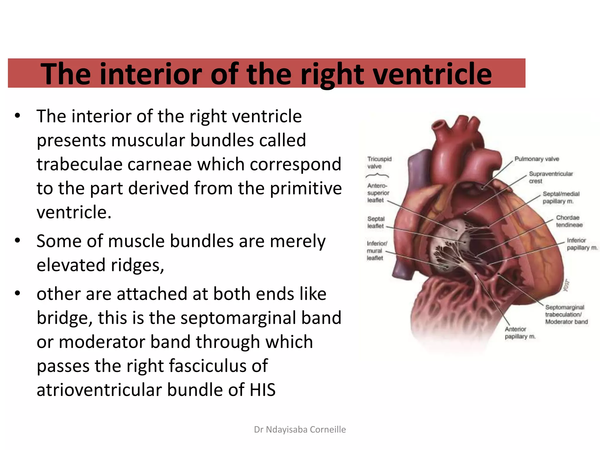 Anatomy of The Heart.pptx