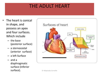 Anatomy of The Heart.pptx