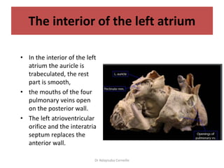 Anatomy of The Heart.pptx