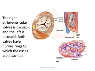 Anatomy of The Heart.pptx