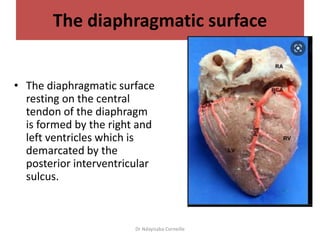 Diaphragmatic Surface Of Heart
