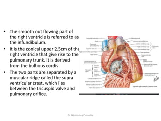 Infundibulum Heart