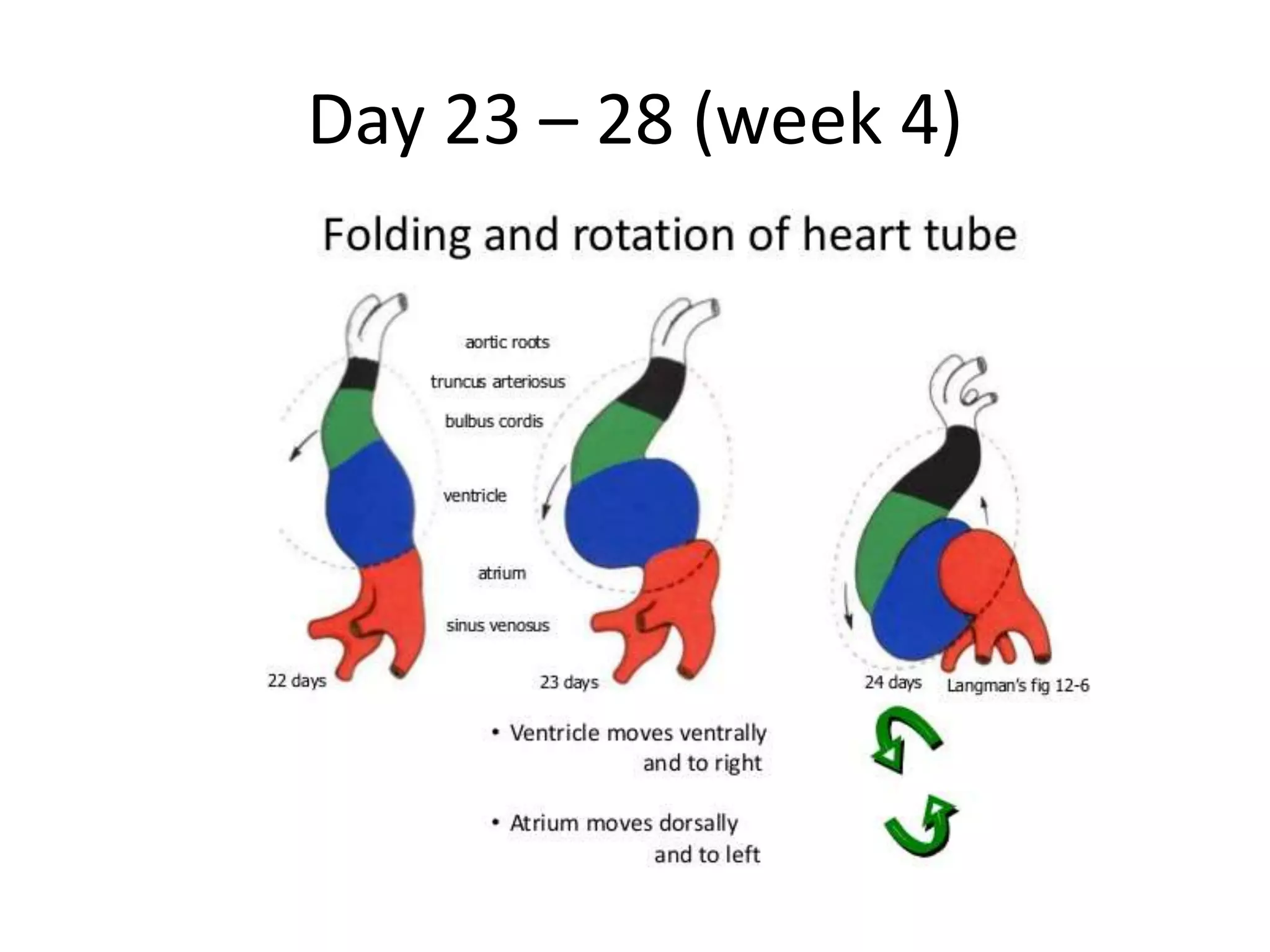 Anatomy of the Heart.pptx