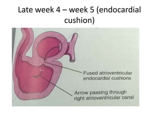 Anatomy of the Heart.pptx