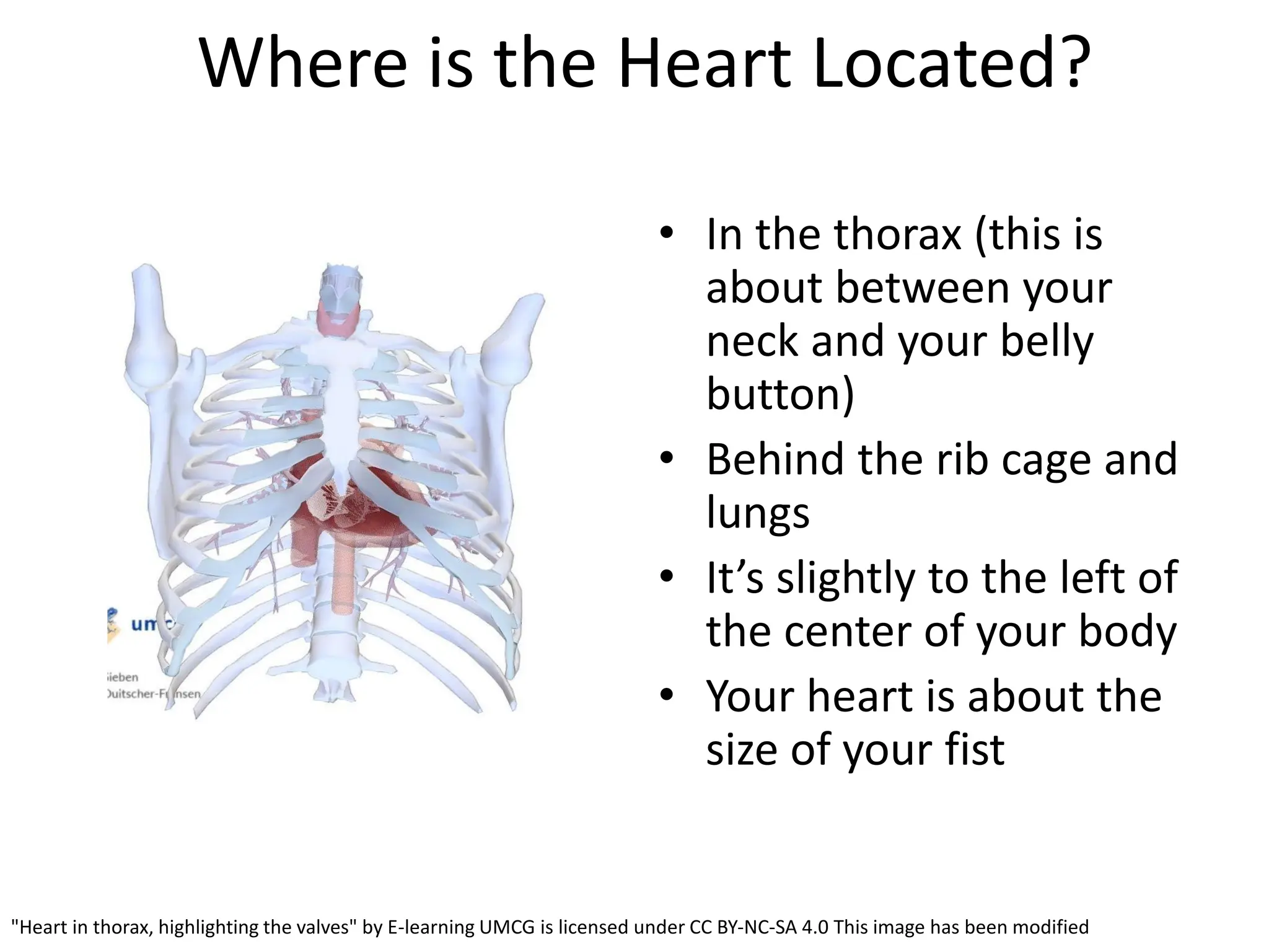 Anatomy of the human heart made simple pdf | PDF