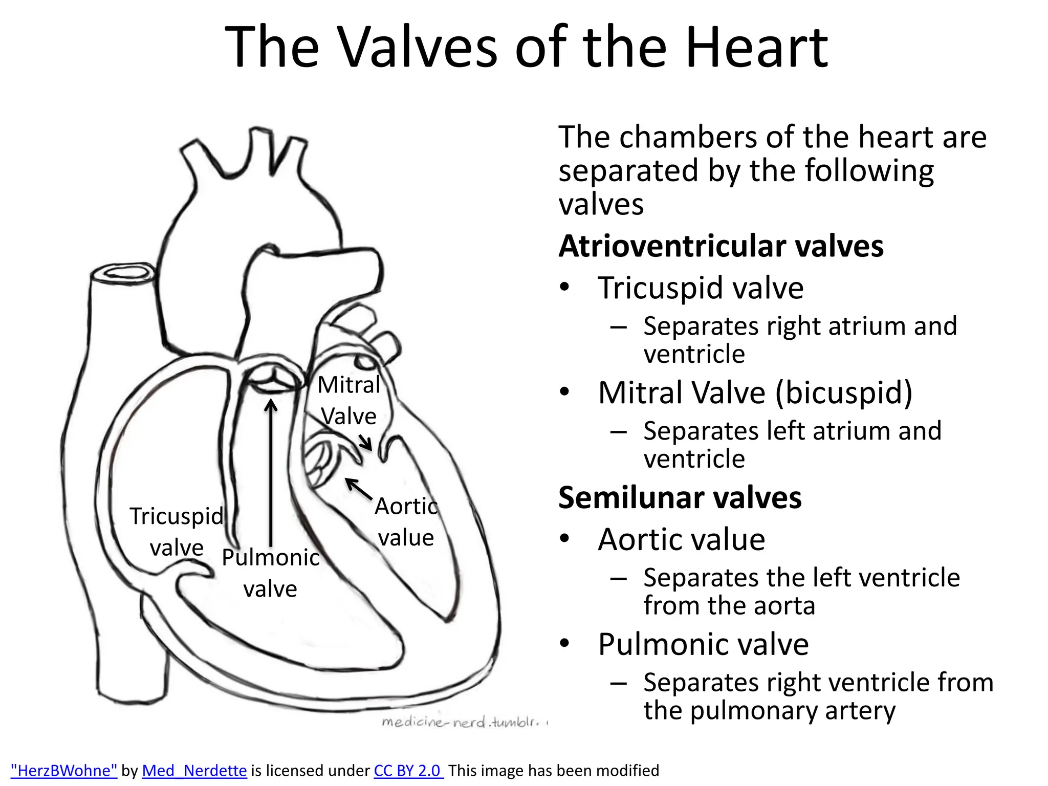 Anatomy of the human heart made simple pdf | PDF