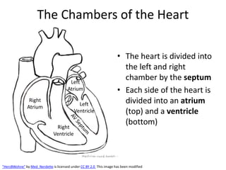 Anatomy of the human heart made simple pdf | PDF