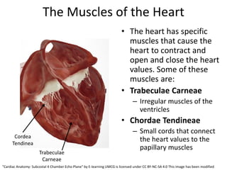 Anatomy of the human heart made simple pdf | PDF
