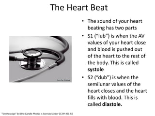 Anatomy of the human heart made simple pdf | PDF