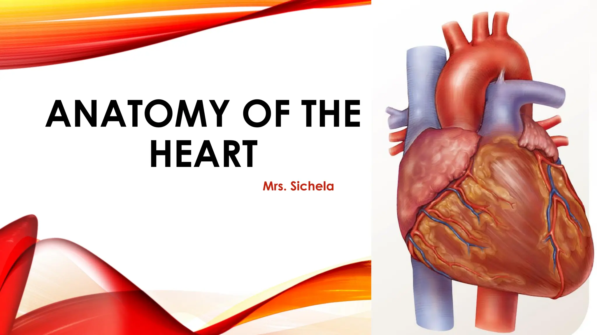 Anatomy of the heart.pdf. Histological . | PDF