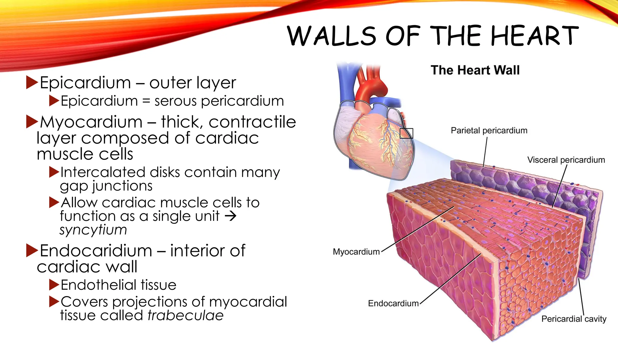 Anatomy of the heart.pdf. Histological . | PDF | Heart and ...