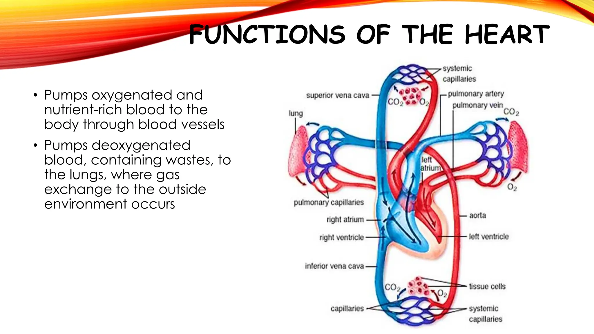 Anatomy of the heart.pdf. Histological . | PDF | Heart and ...