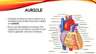 Anatomy of the heart.pdf. Histological . | PDF