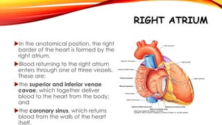 Anatomy of the heart.pdf. Histological . | PDF