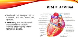 Anatomy of the heart.pdf. Histological . | PDF