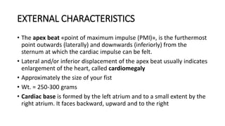 Anatomy of the heart lecture.pptx | Heart and Cardiovascular Diseases ...