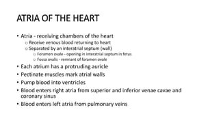 Anatomy of the heart lecture.pptx | Heart and Cardiovascular Diseases ...
