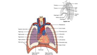 Anatomy of the heart lecture.pptx | Heart and Cardiovascular Diseases ...