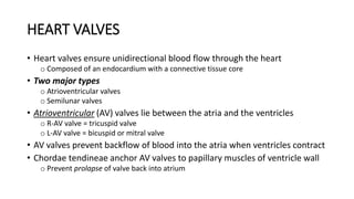 Anatomy of the heart lecture.pptx
