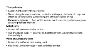 Anatomy of the heart lecture.pptx | Heart and Cardiovascular Diseases ...