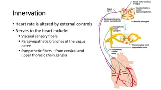 Anatomy of the heart lecture.pptx | Heart and Cardiovascular Diseases ...