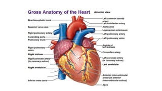 Anatomy of the heart lecture.pptx | Heart and Cardiovascular Diseases ...