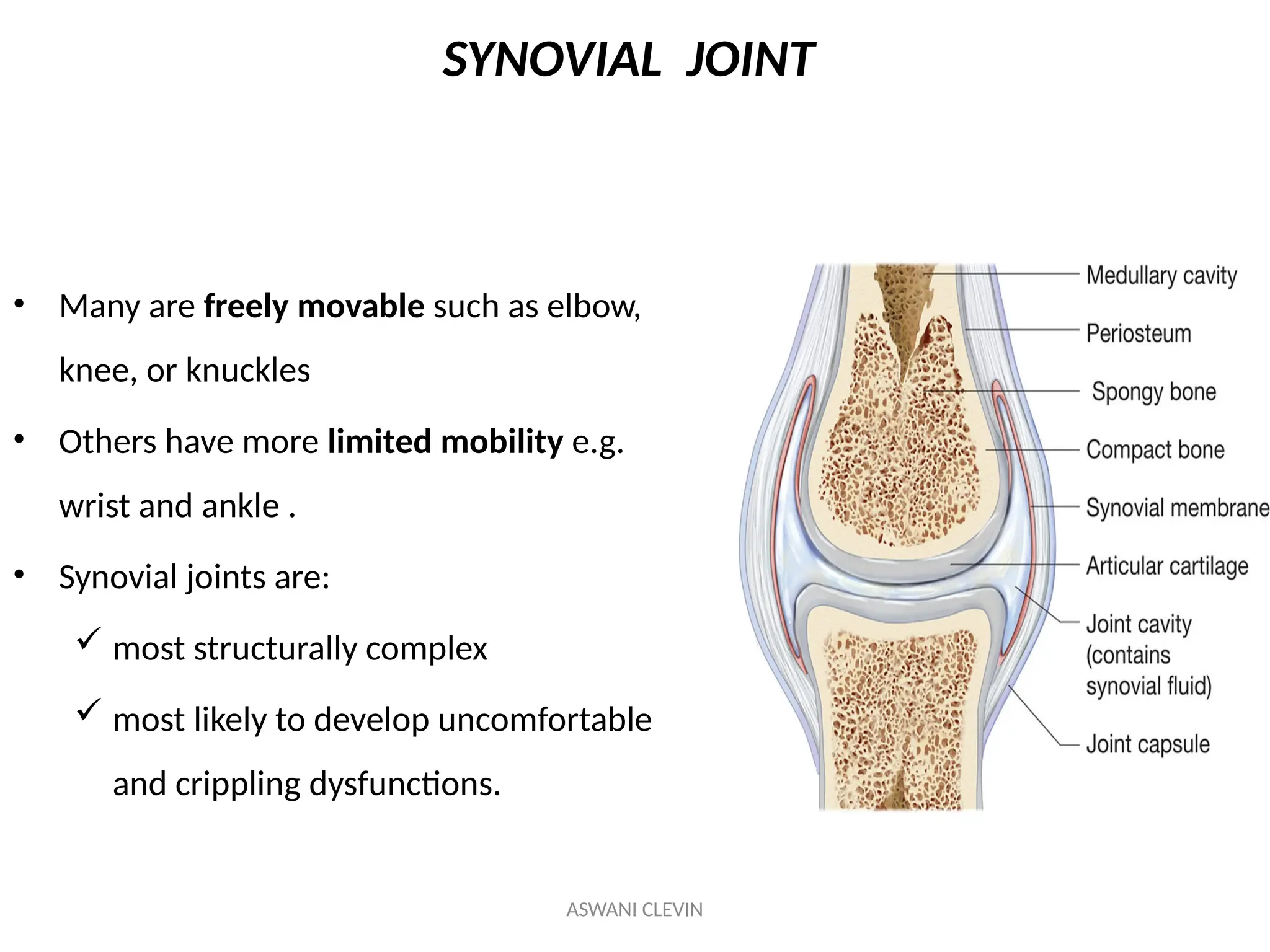anatomy of the Hip Joint and clinical significance | PPTX
