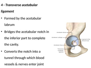 anatomy of the Hip Joint and clinical significance | PPTX