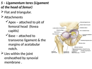 anatomy of the Hip Joint and clinical significance | PPTX