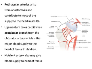 anatomy of the Hip Joint and clinical significance | PPTX