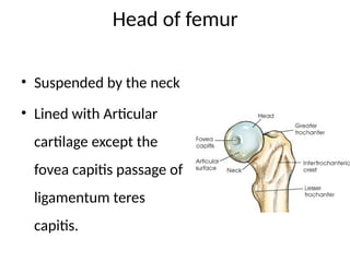 anatomy of the Hip Joint and clinical significance | PPTX