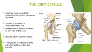 ANATOMY OF THE HIP JOINT FOR MEDICAL STUDENTS | PPTX