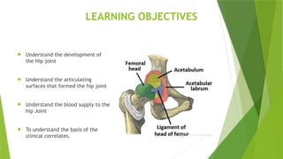 ANATOMY OF THE HIP JOINT FOR MEDICAL STUDENTS | PPTX