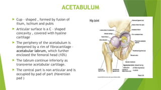 ANATOMY OF THE HIP JOINT FOR MEDICAL STUDENTS | PPTX