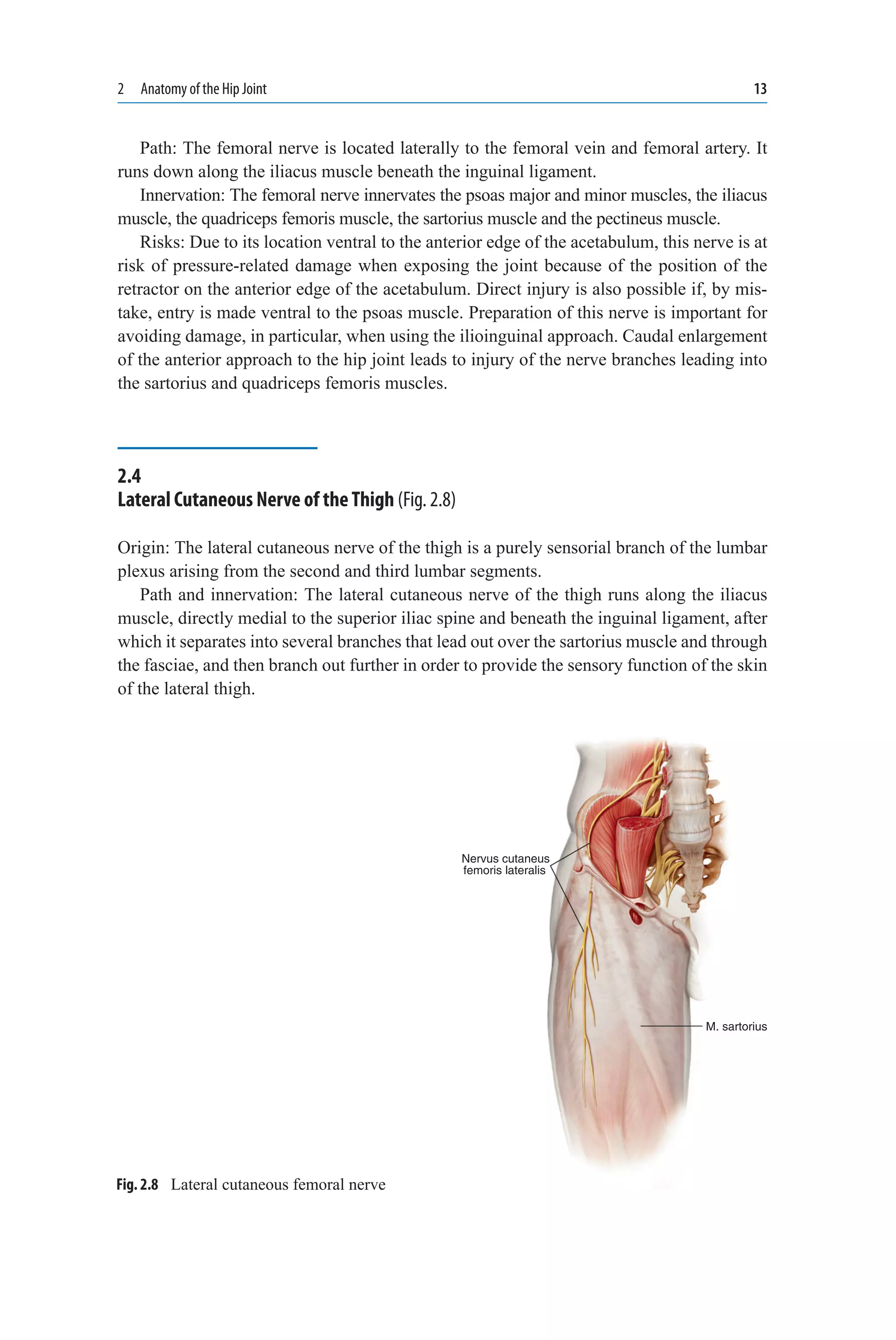 Anatomía de la Cadera | PDF