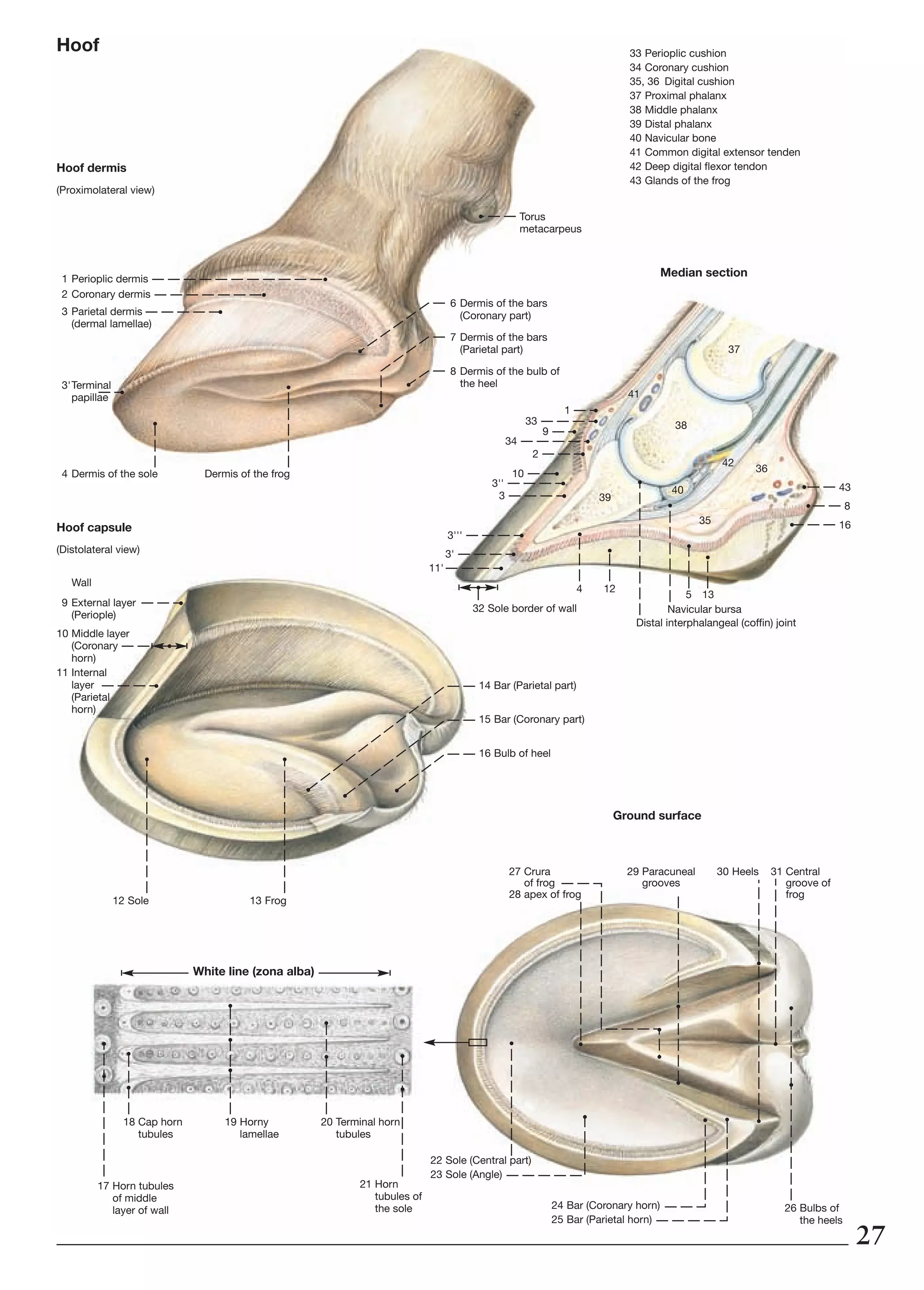 Anatomy of the horse | PDF