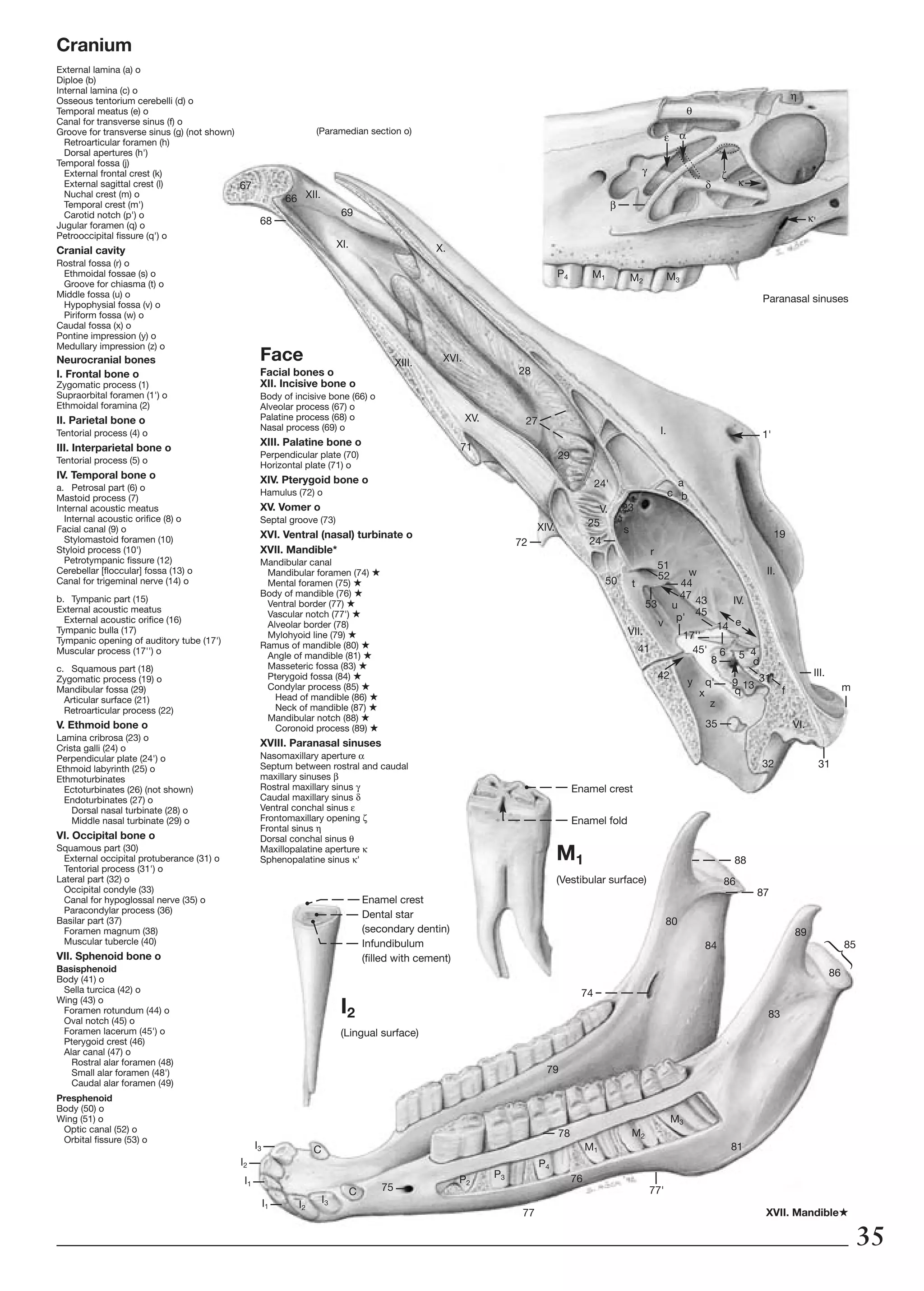 Anatomy of the horse | PDF