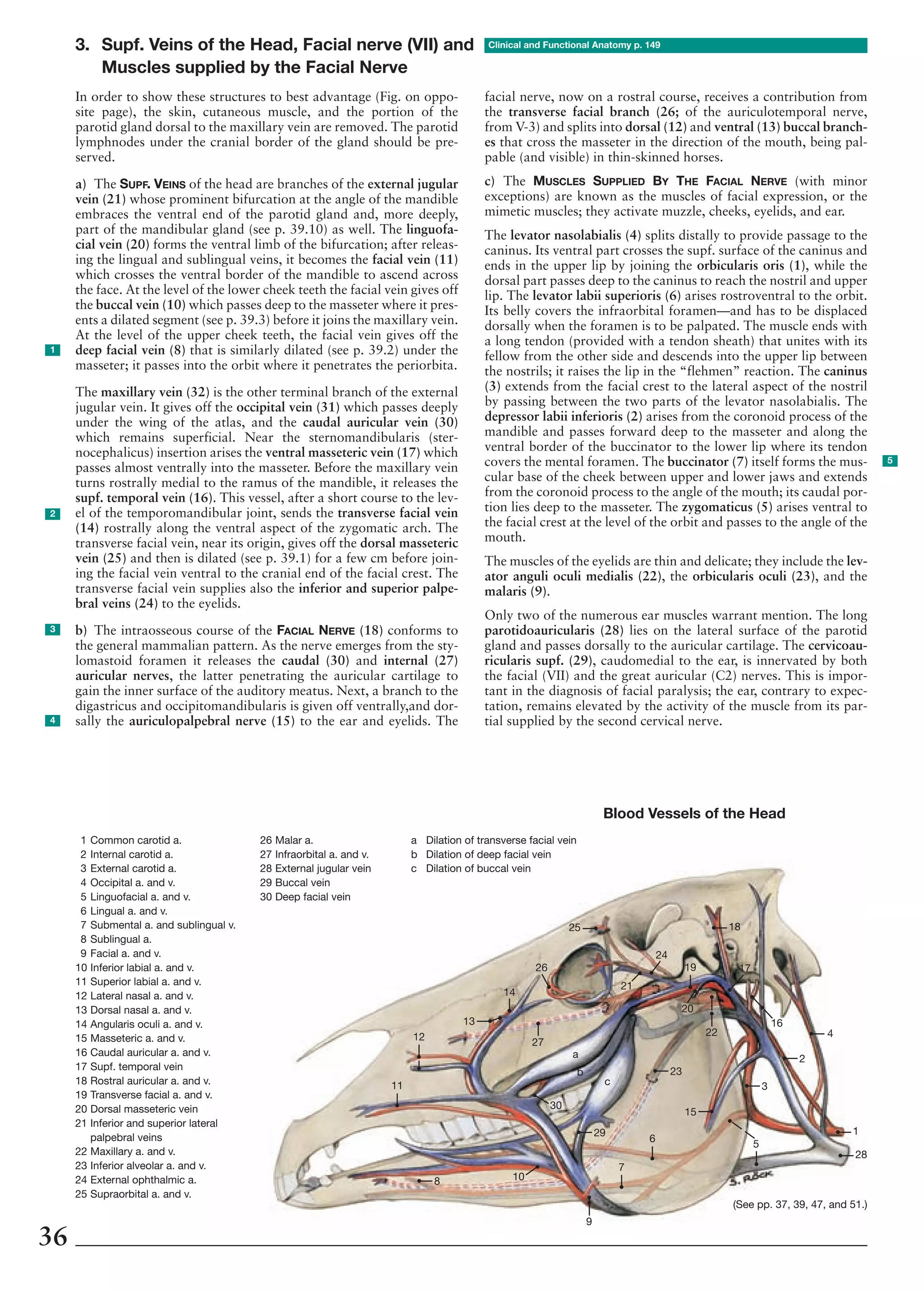 Anatomy of the horse | PDF