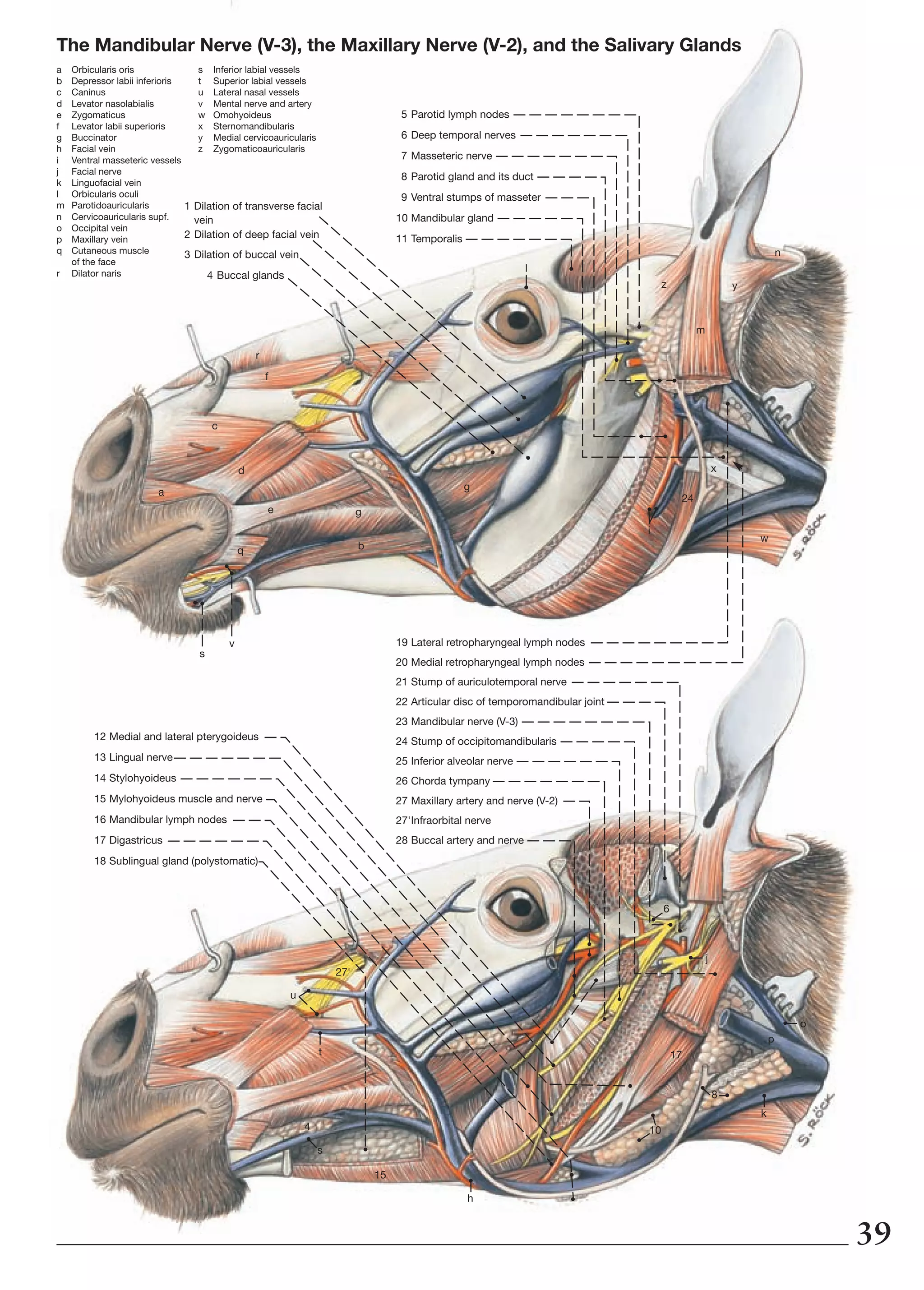 Anatomy of the horse | PDF