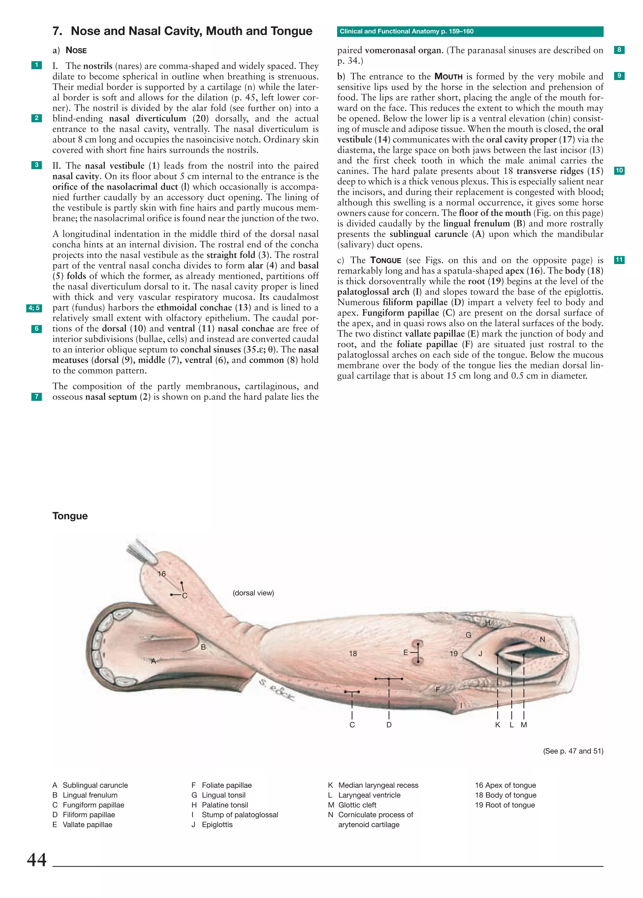 Anatomy of the horse | PDF