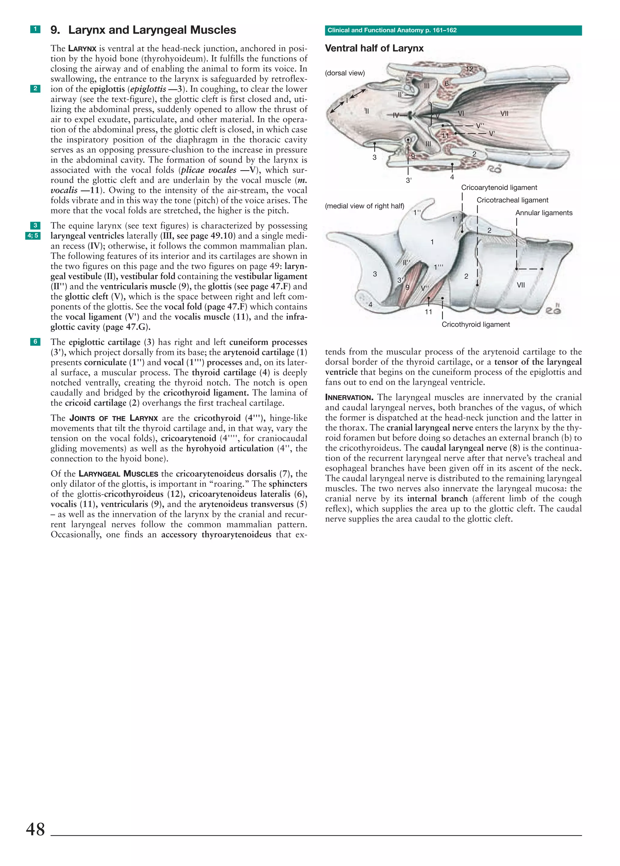 Anatomy of the horse | PDF