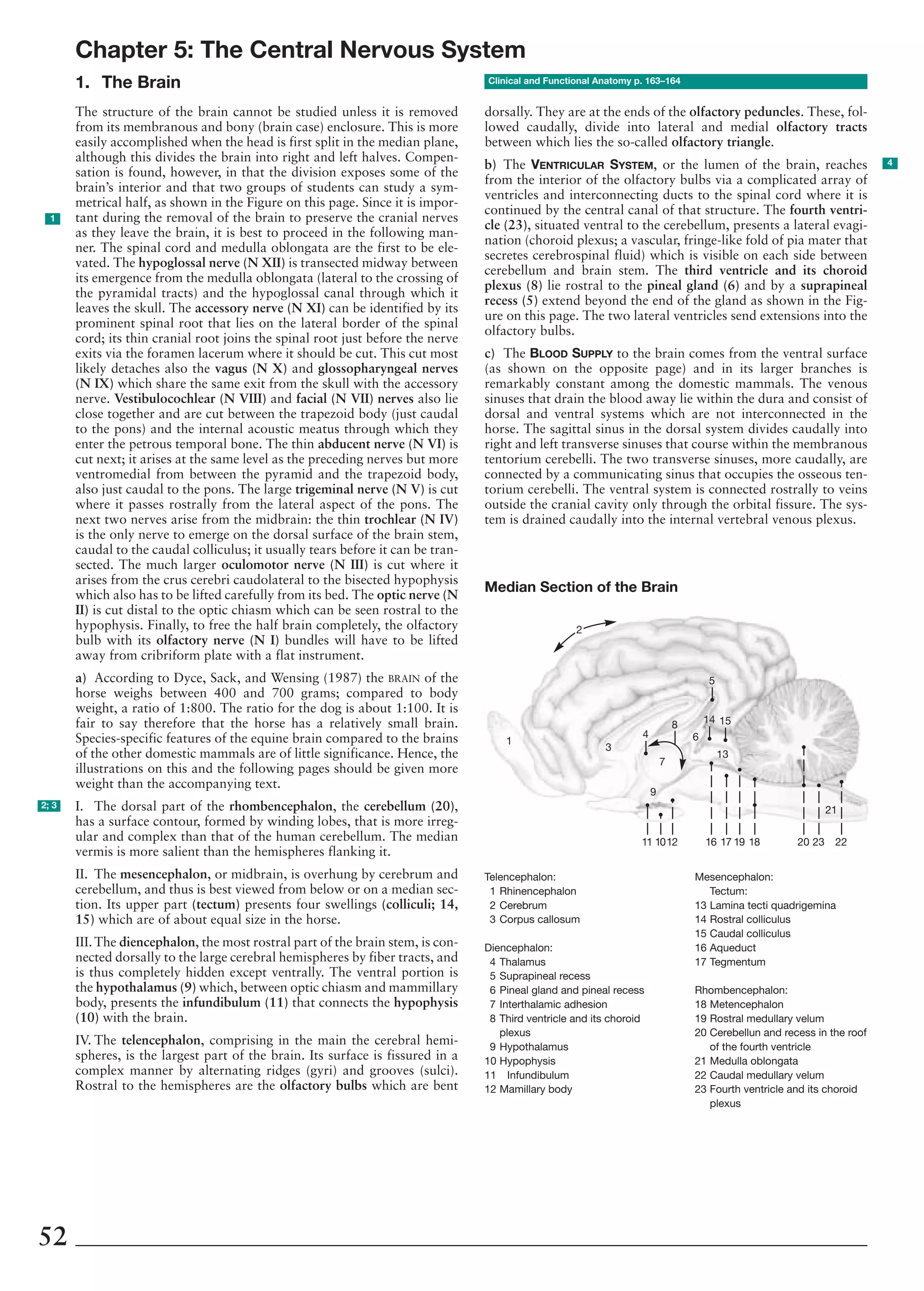 Anatomy of the horse | PDF