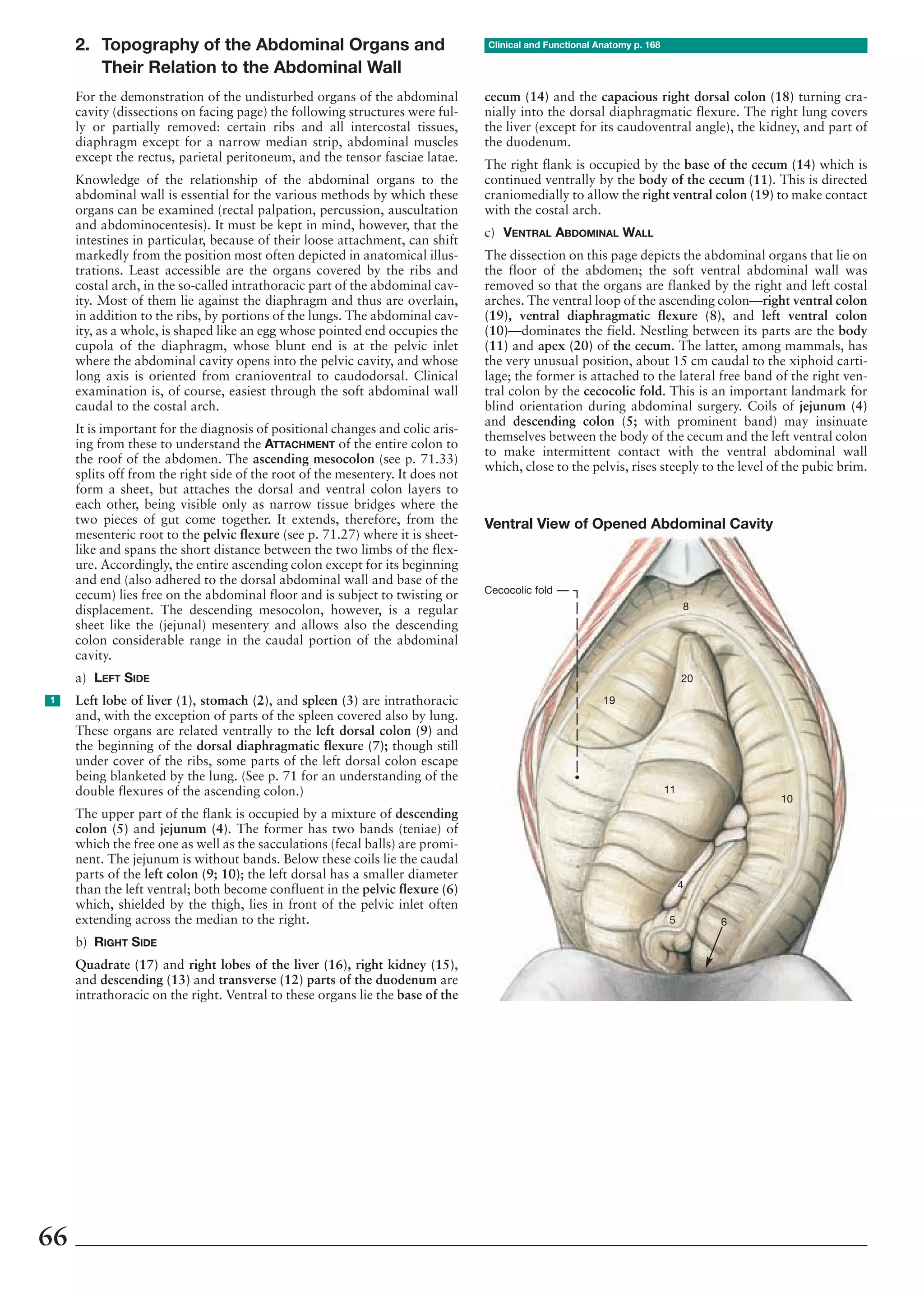 Anatomy of the horse | PDF