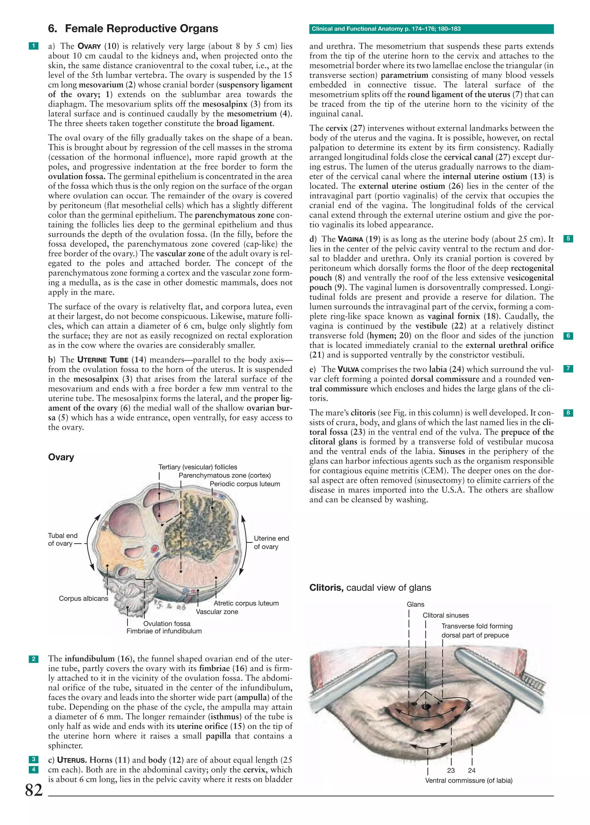 Anatomy of the horse | PDF