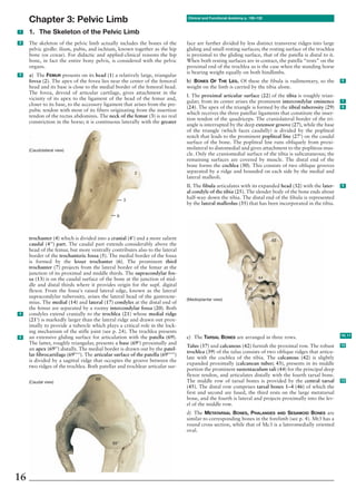 Anatomy of the horse | PDF