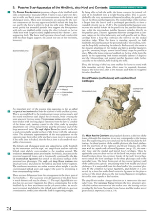 Anatomy of the horse | PDF