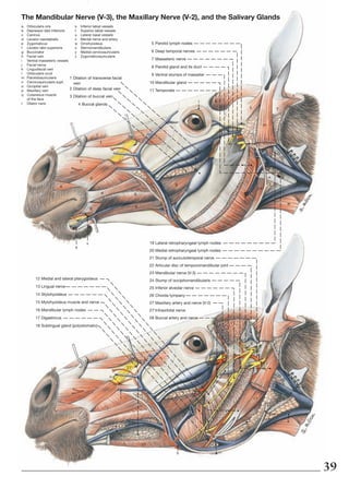 Anatomy of the horse | PDF